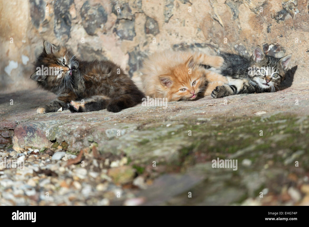 Wild cat kitten normandy france hi-res stock photography and images - Alamy