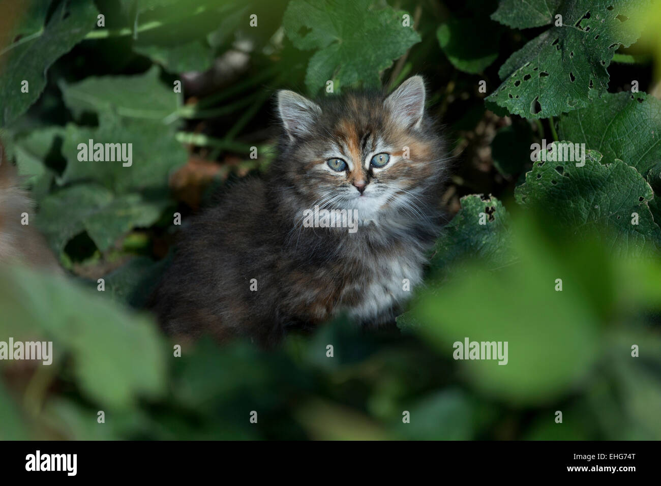 Wild cat kitten normandy france hi-res stock photography and images - Alamy