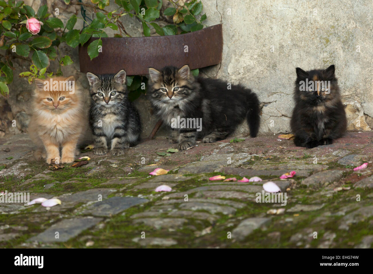 Wild cat kitten Normandy France Europe cute sweet Stock Photo - Alamy