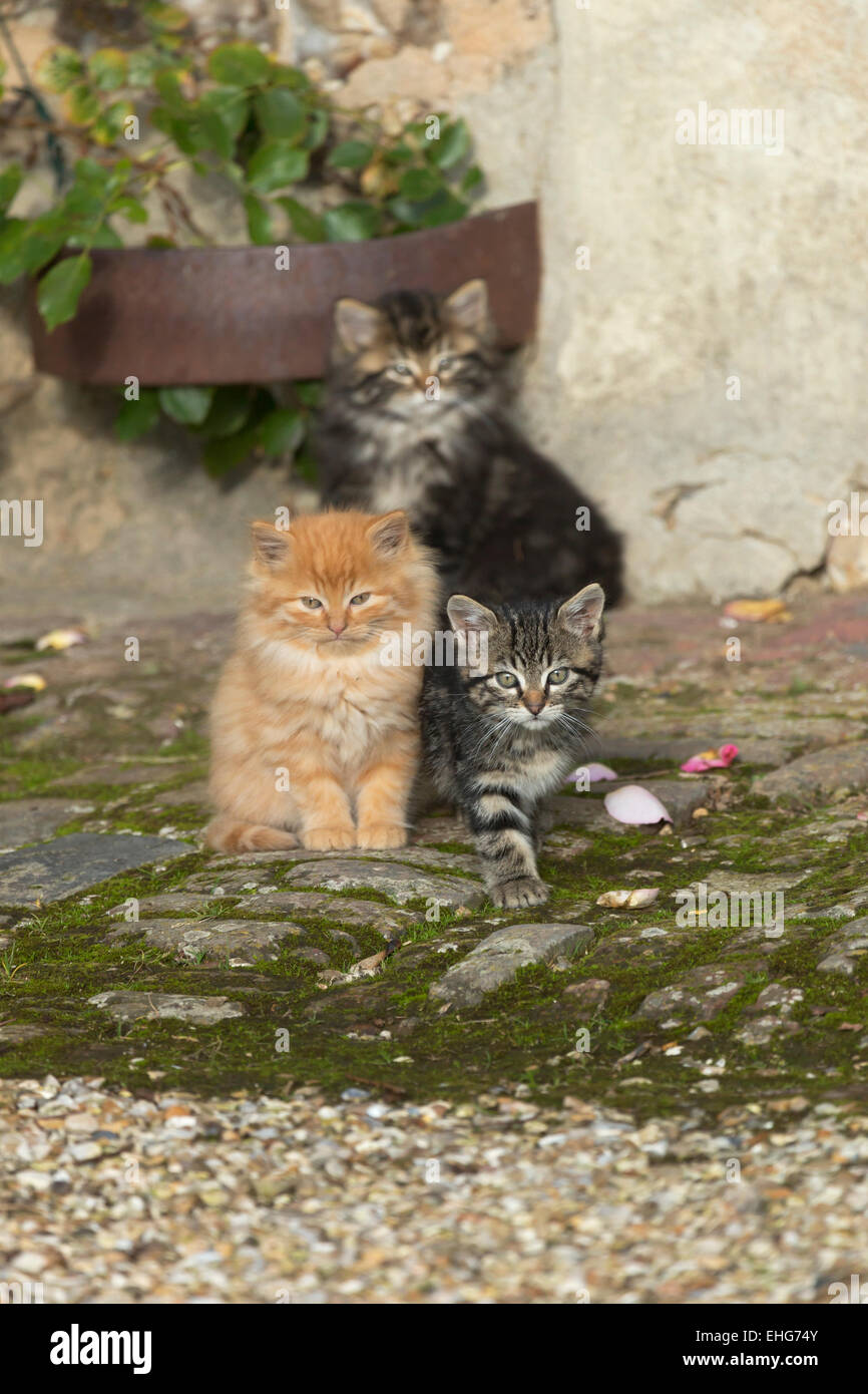 Wild cat kitten Normandy France Europe cute sweet Stock Photo - Alamy