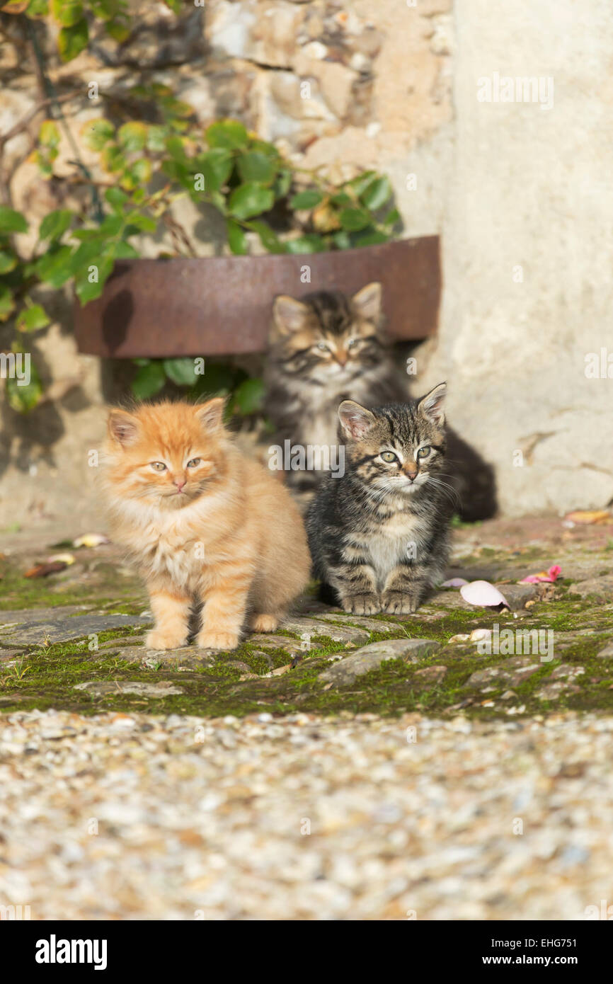 Wild cat kitten normandy france hi-res stock photography and images - Alamy