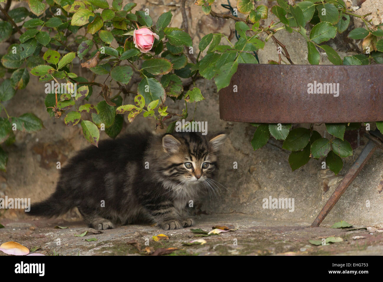 Wild cat kitten normandy france hi-res stock photography and images - Alamy