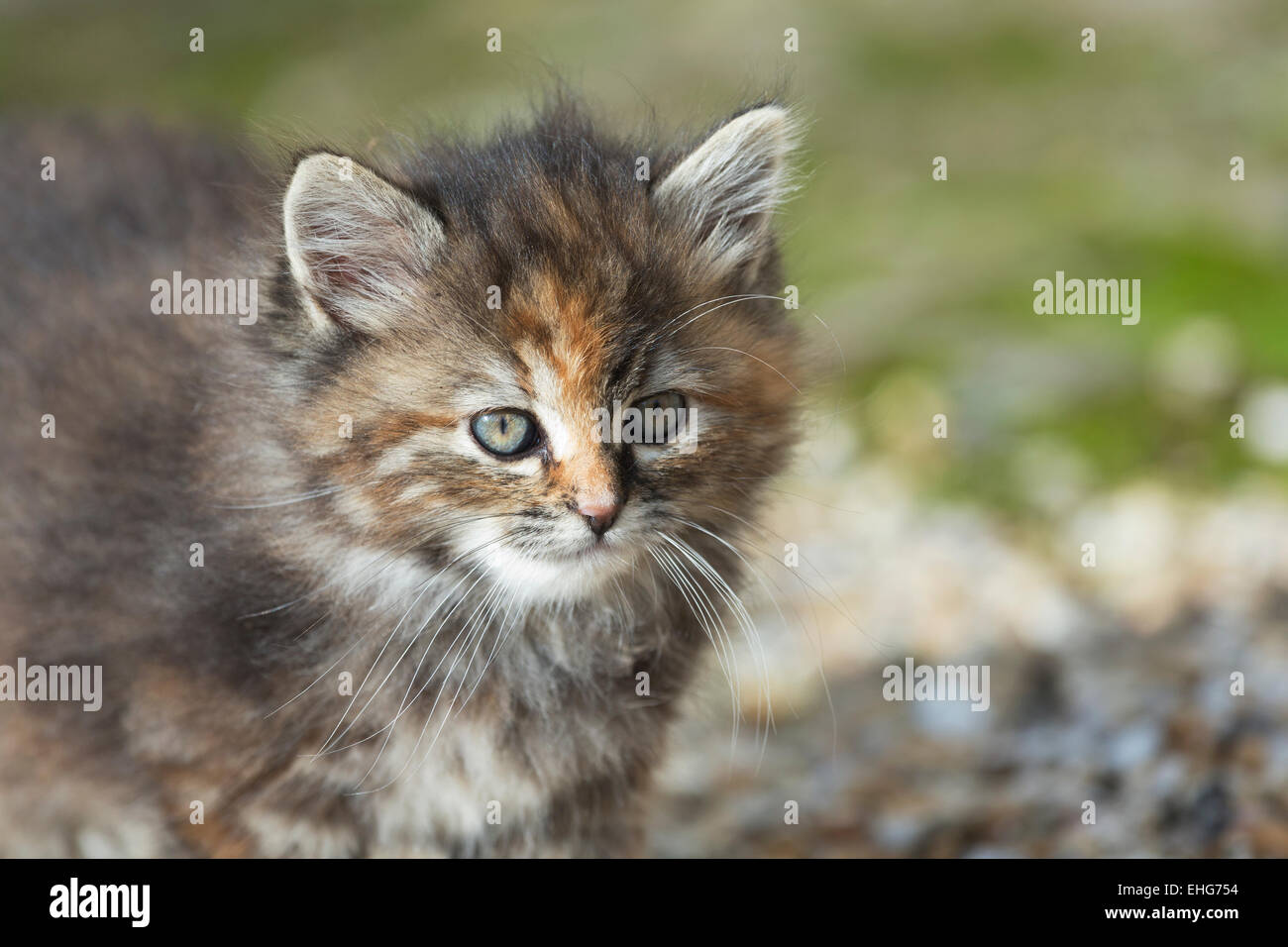 Wild cat kitten normandy france hi-res stock photography and images - Alamy