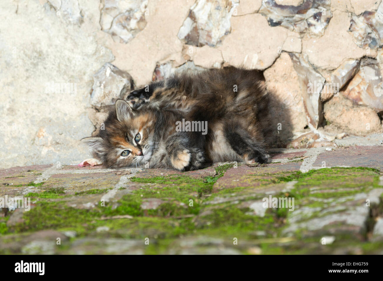 Wild cat kitten normandy france hi-res stock photography and images - Alamy