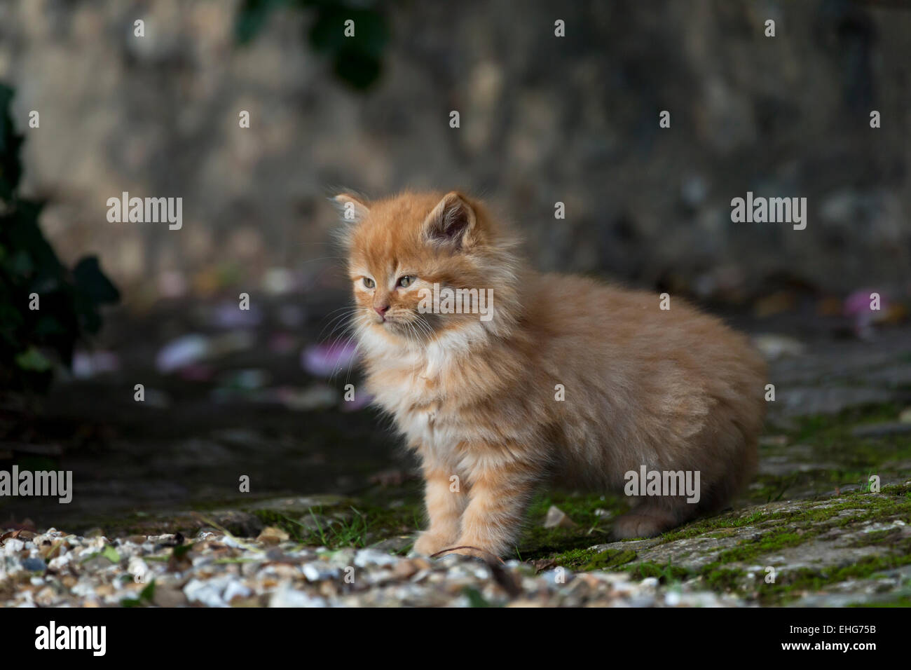 Wild cat kitten normandy france hi-res stock photography and images - Alamy