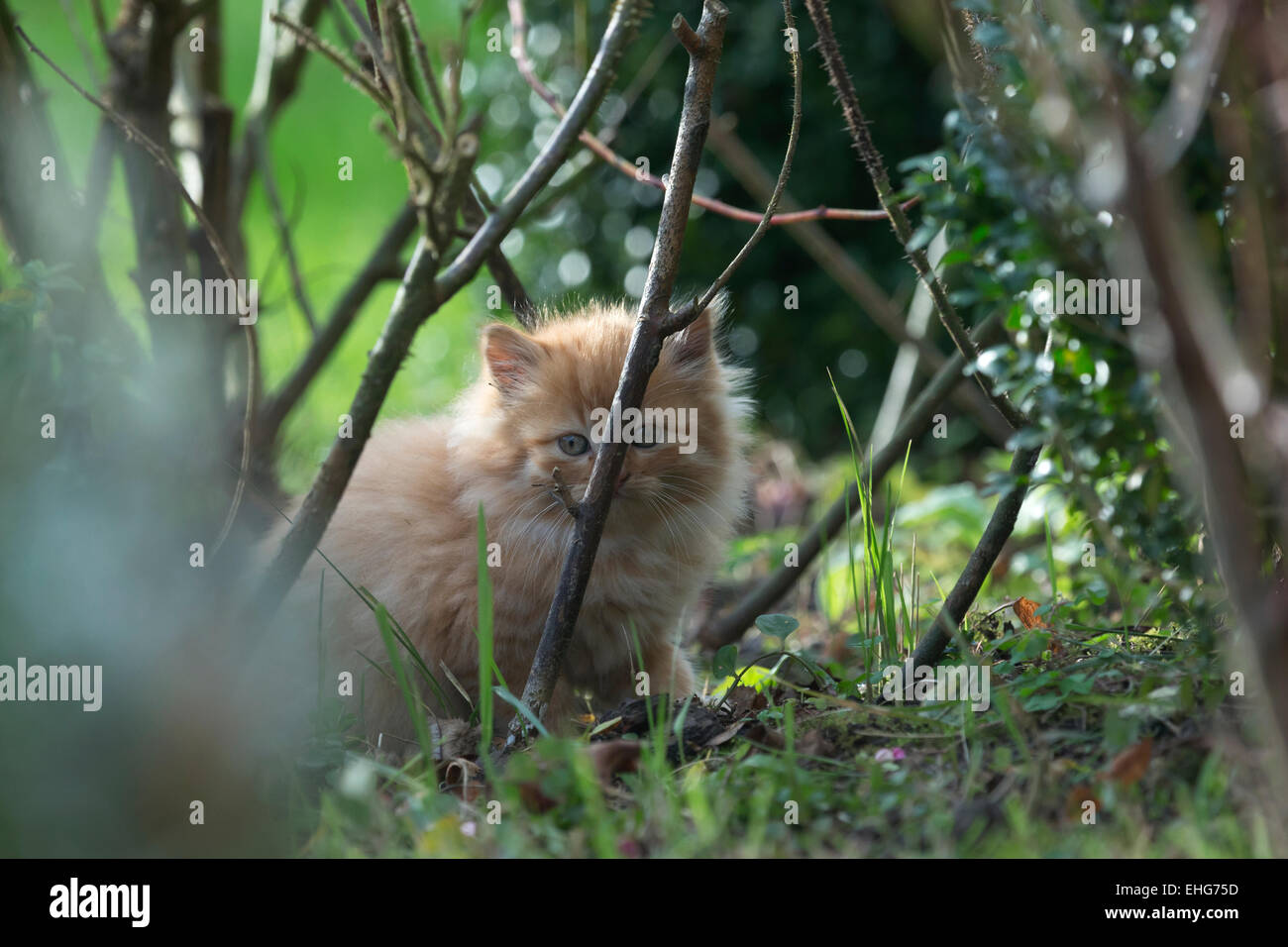 Wild cat kitten Normandy France Europe cute sweet Stock Photo - Alamy