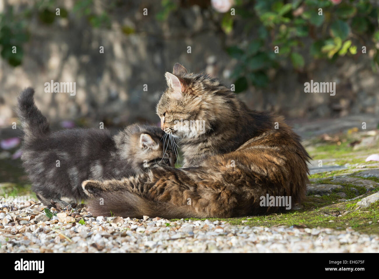 Wild cat kitten normandy france hi-res stock photography and images - Alamy