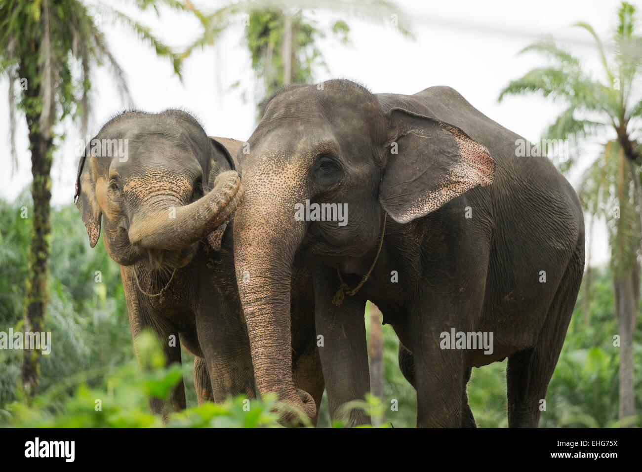 Sumatran elephant hi-res stock photography and images - Alamy