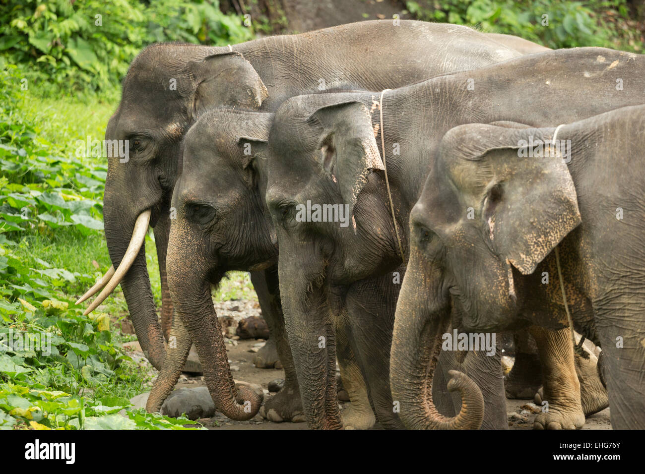 Sumatran elephant ranger hi-res stock photography and images - Alamy