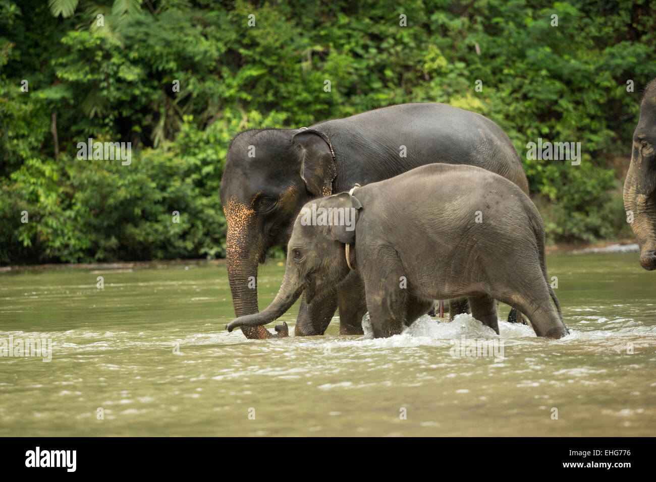 Sumatran elephant attraction hi-res stock photography and images - Alamy