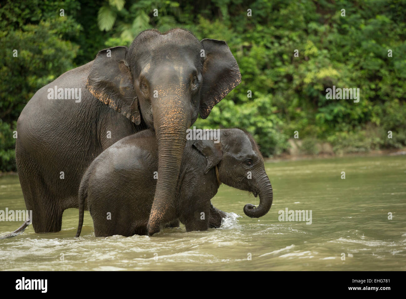Sumatra sumatran hi-res stock photography and images - Alamy