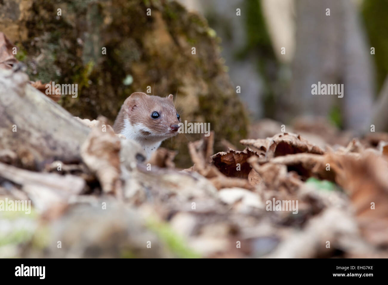 Weasel winter hi-res stock photography and images - Alamy