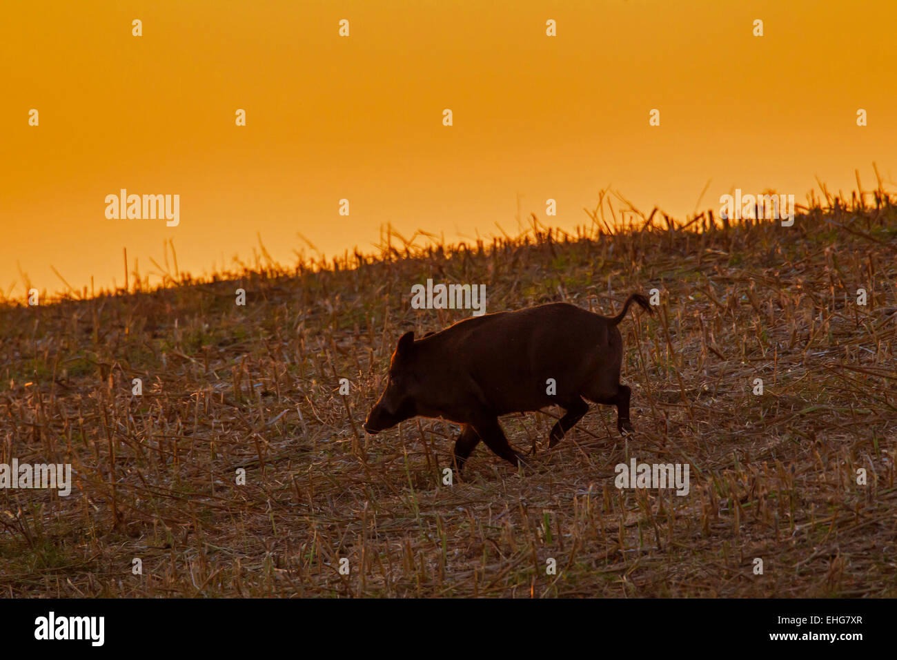 Wild boar crossing hi-res stock photography and images - Alamy