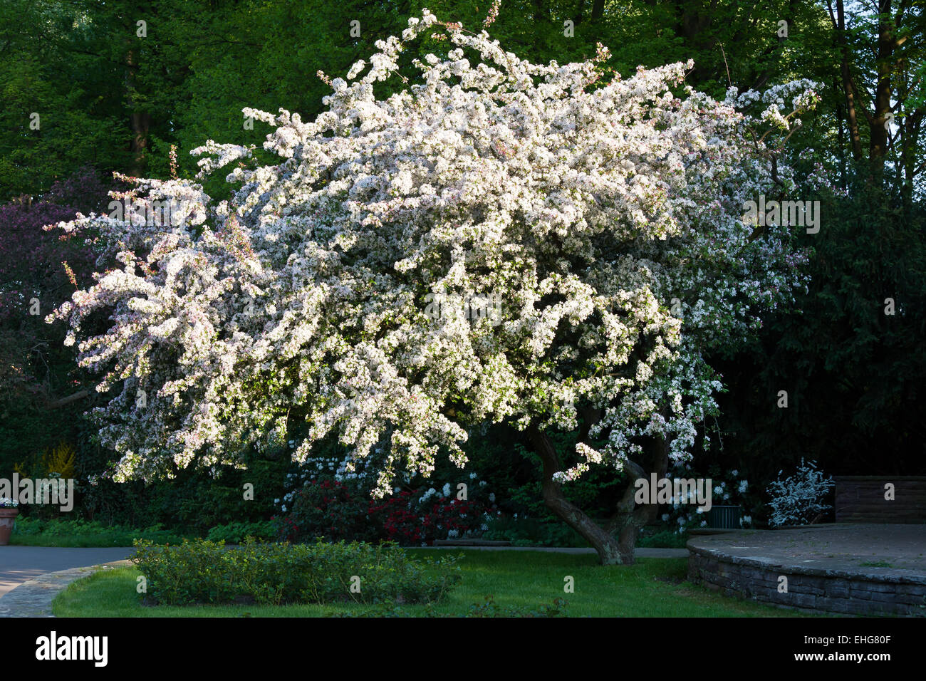Blossom almonds tree hi-res stock photography and images - Alamy