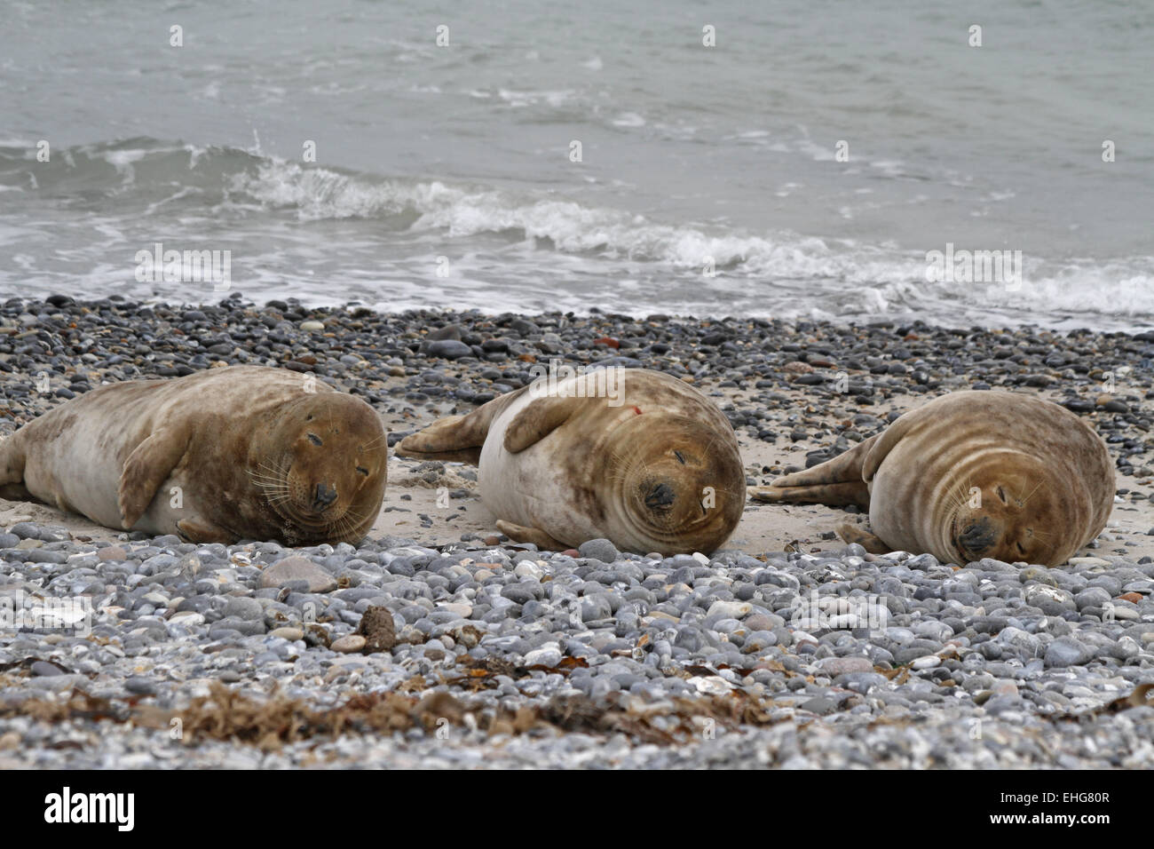 Three seals hi-res stock photography and images - Alamy