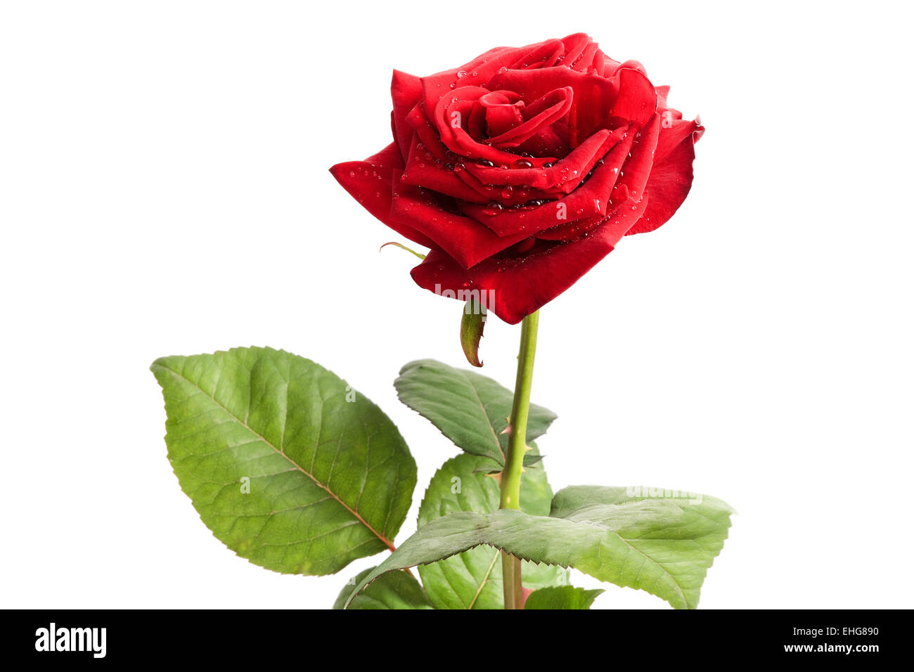 beautiful red rose Stock Photo - Alamy