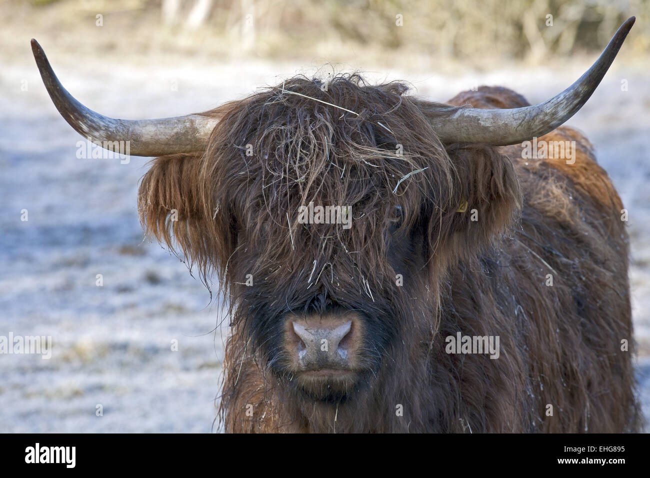 Extensive cattle hi-res stock photography and images - Alamy