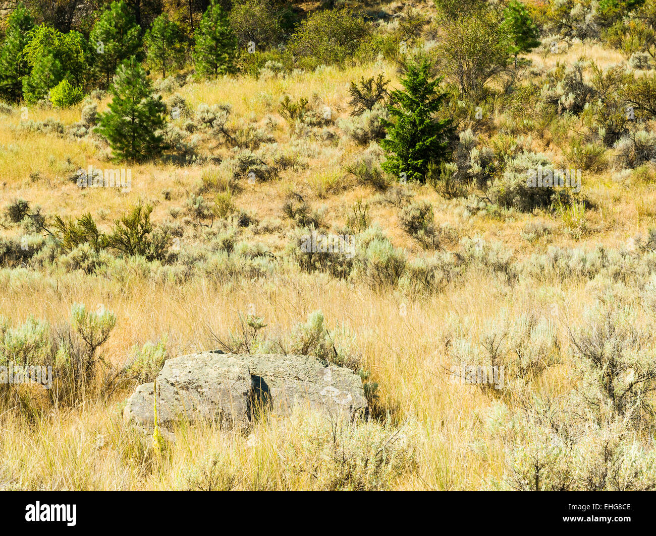 Landscape with sagebrush, Osoyoos Desert Centre, Osoyoos, British ...