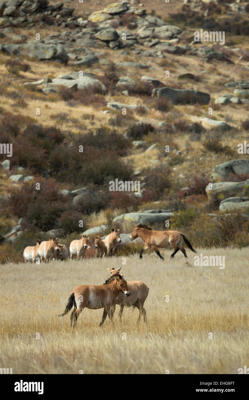 Przewalski horse ancient hi-res stock photography and images - Alamy
