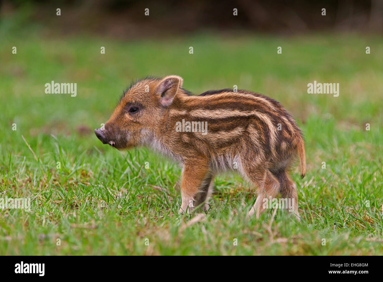 Baby wild boar hi-res stock photography and images - Alamy