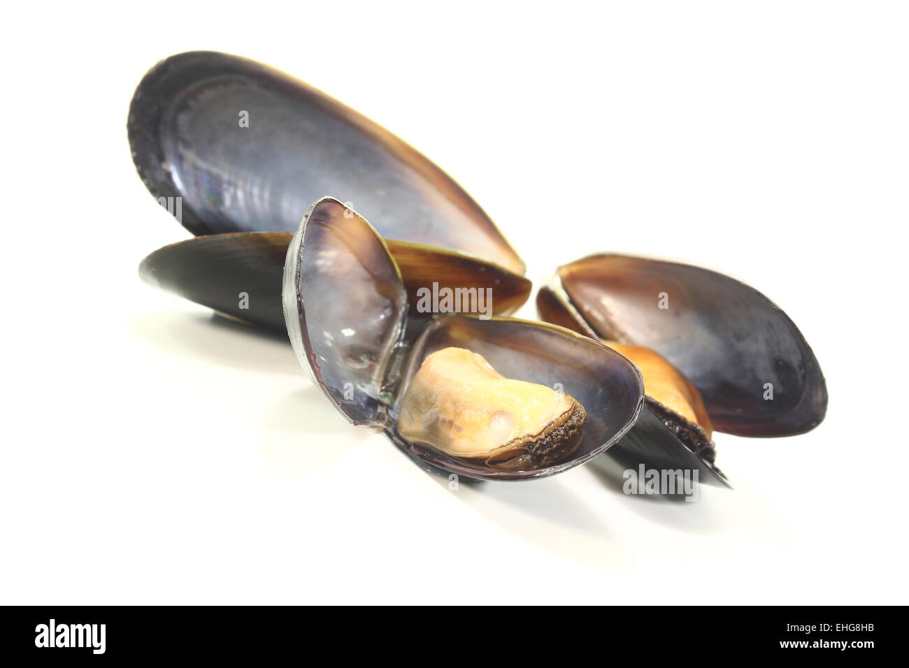 three fresh Mussels Stock Photo - Alamy