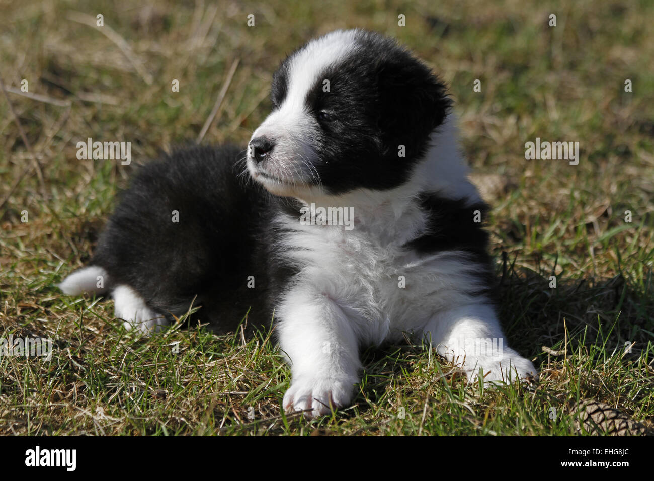 Puppy (Border Collie Stock Photo - Alamy
