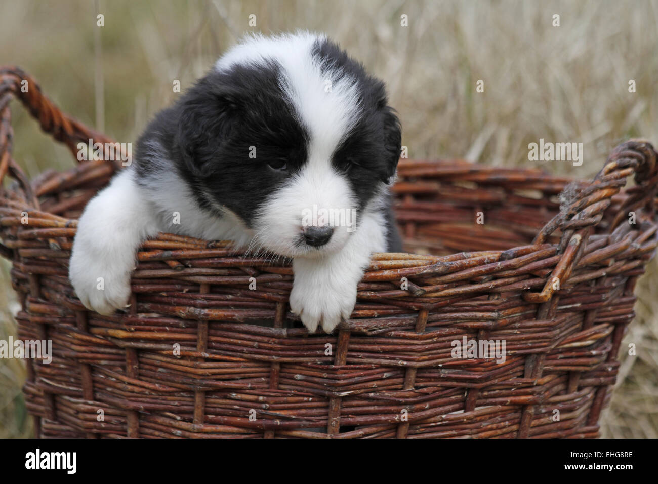 Puppy (Border Collie Stock Photo - Alamy