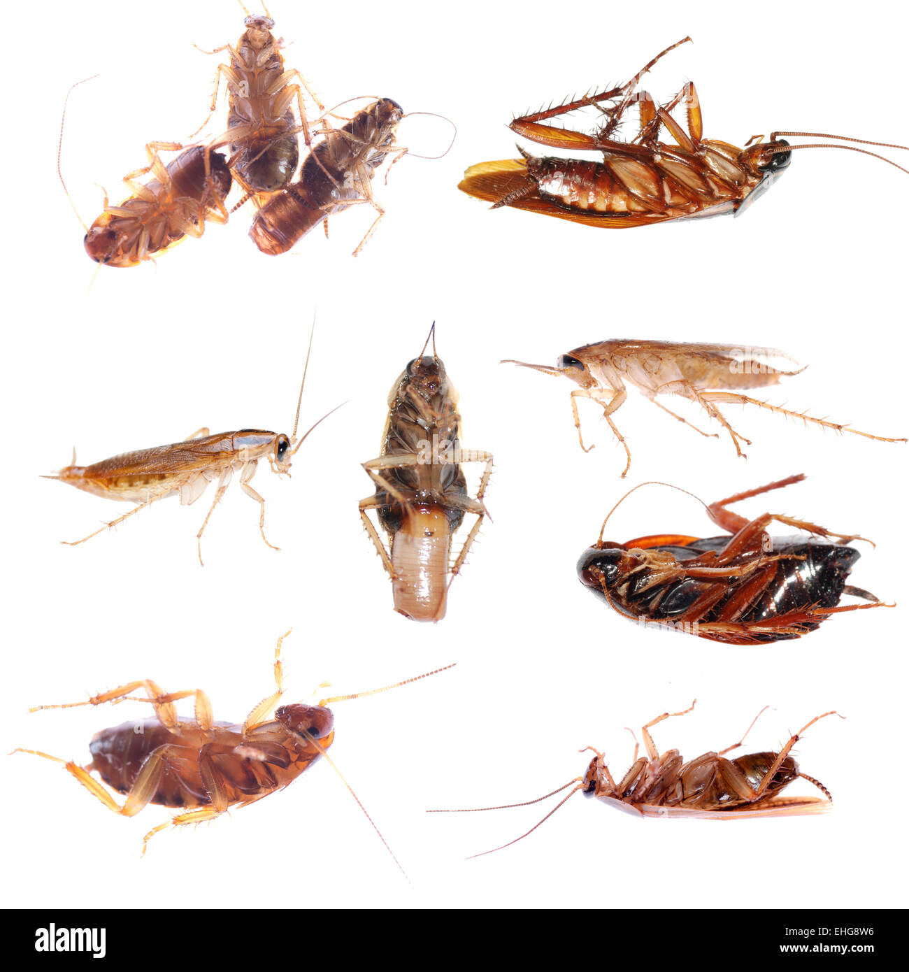 cockroach bug isolated collection Stock Photo - Alamy