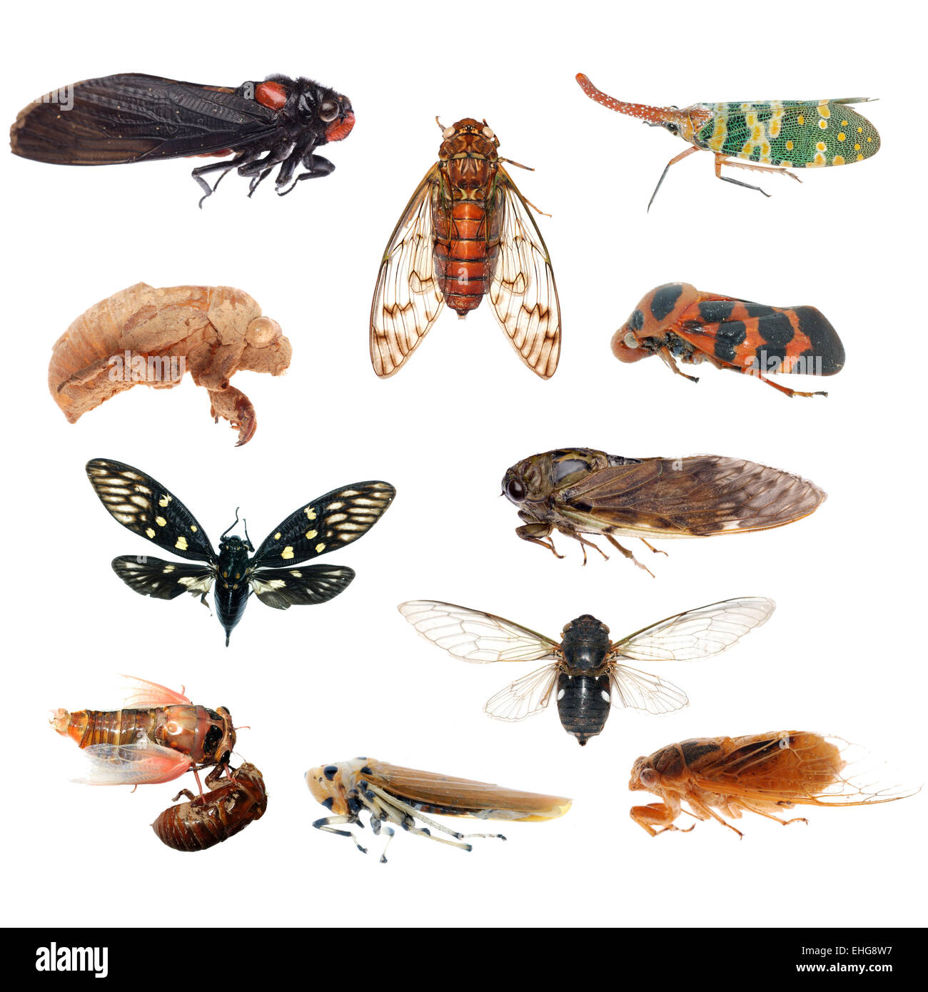 inscect cicada bug isolated collection Stock Photo - Alamy