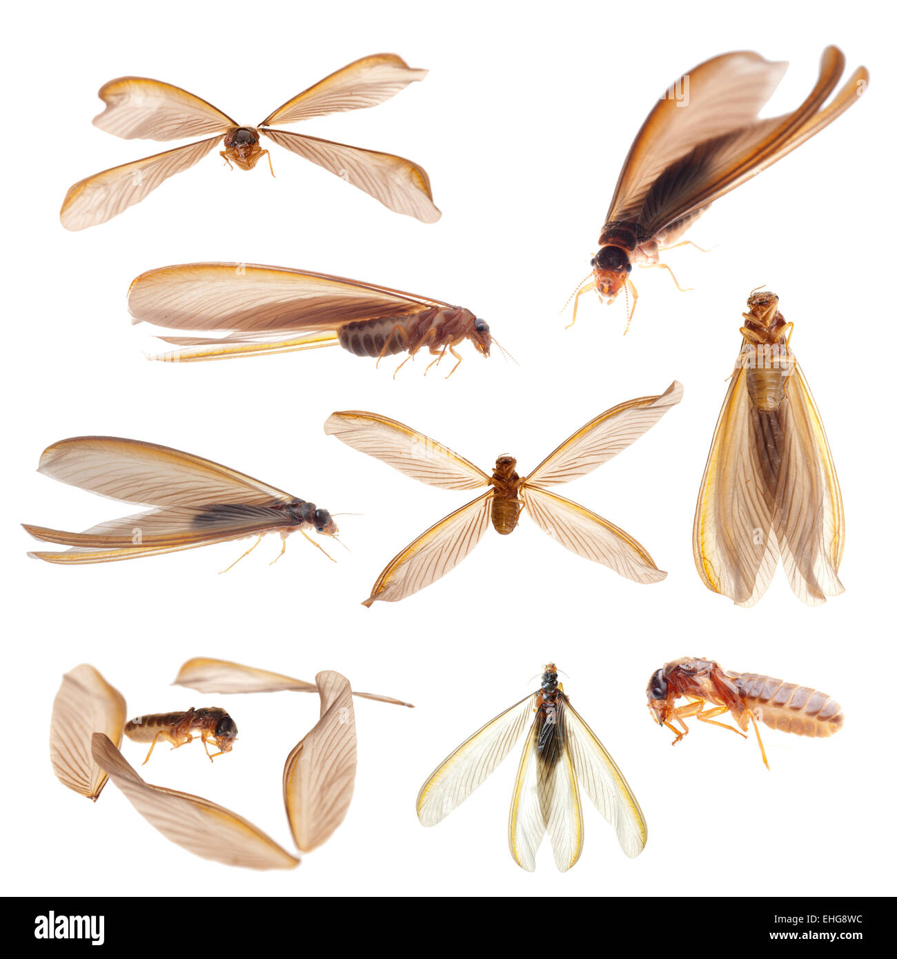 termite white ant bug isolated collection Stock Photo - Alamy