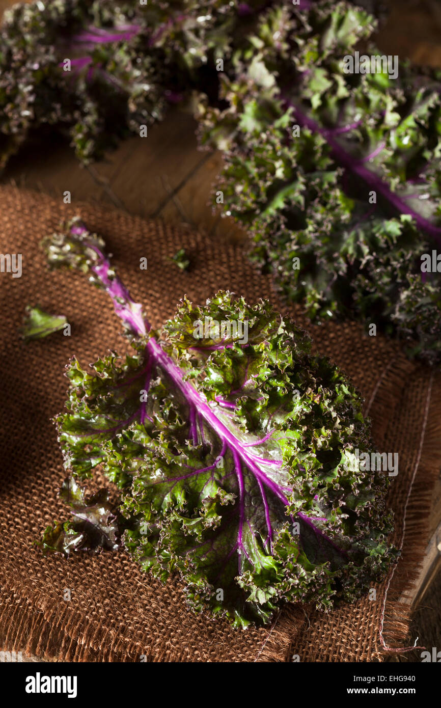 Red kale leaf hi-res stock photography and images - Alamy