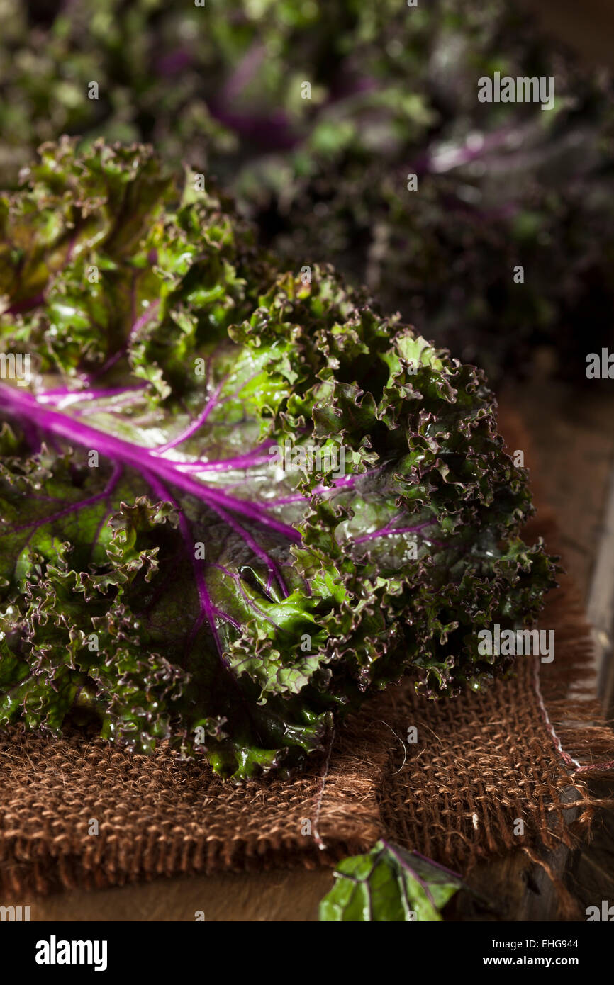 Red kale leaf hi-res stock photography and images - Alamy