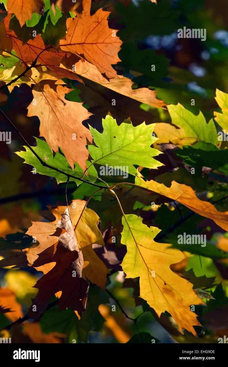 Northern red oak / champion oak (Quercus rubra / Quercus borealis ...