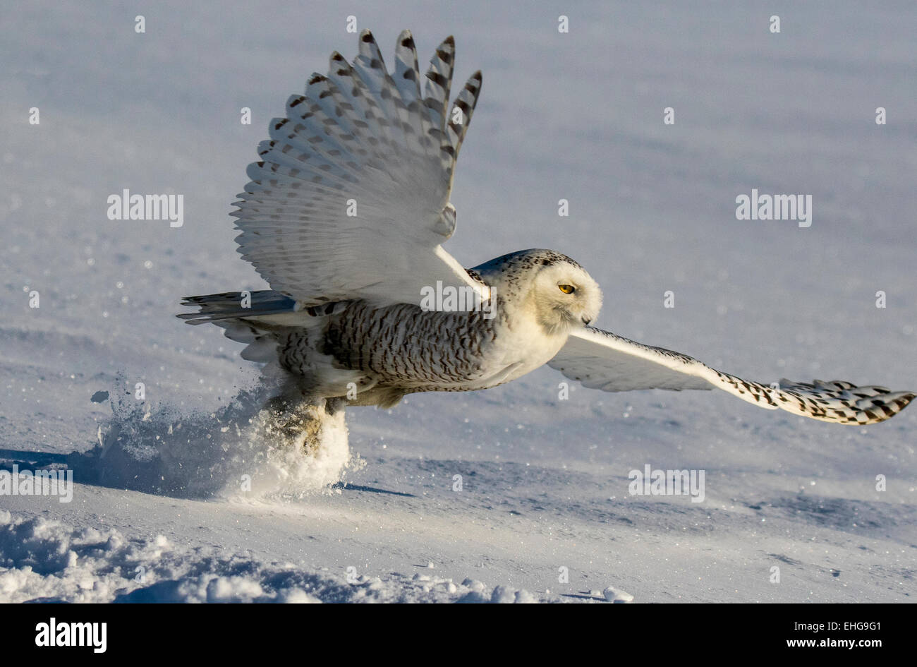 SNOWY OWLS HUNT IN CANADA WHERE THEY CAN FIND SMALL CRITTERS. VERY ...