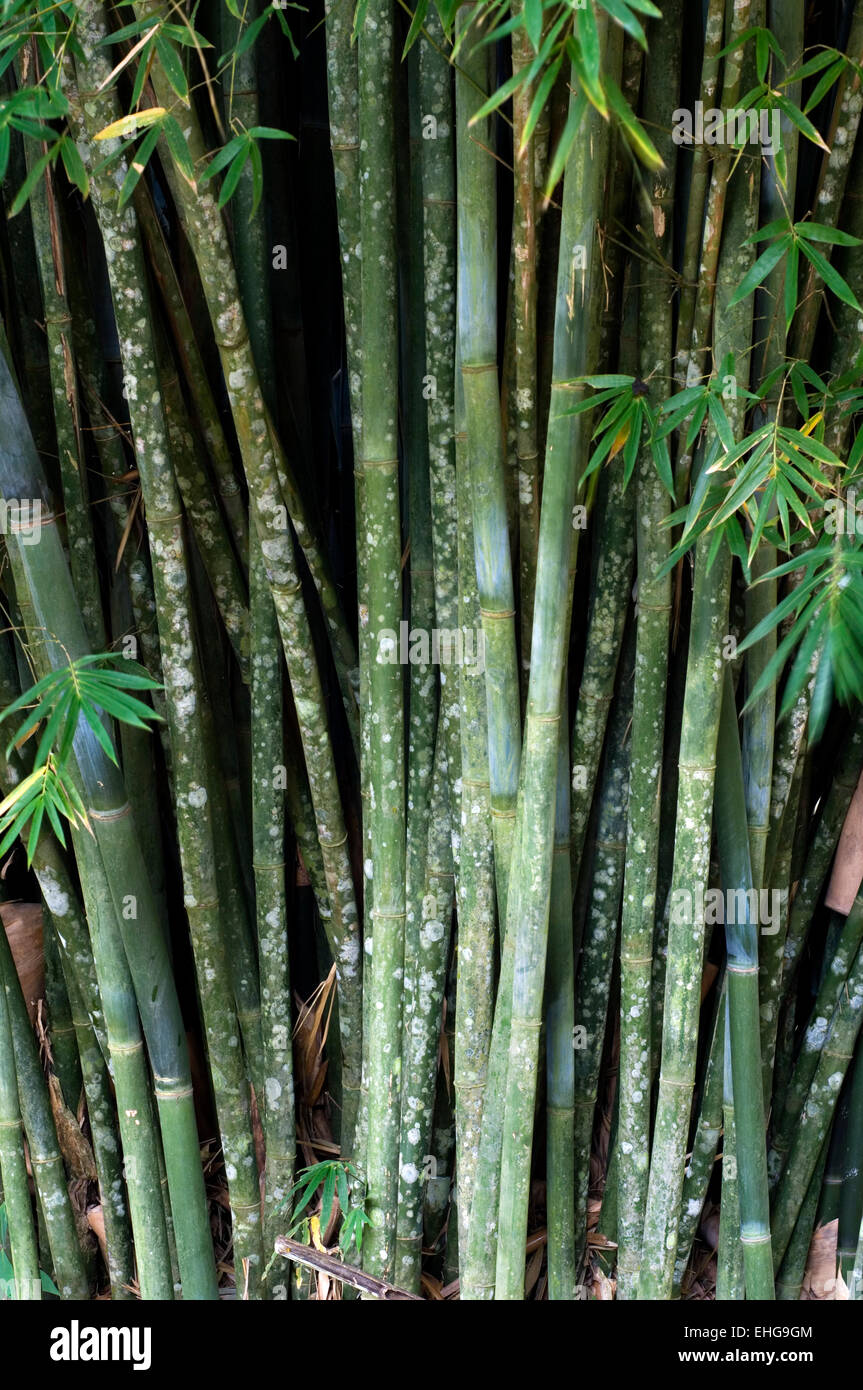 Oldham's bamboo hi-res stock photography and images - Alamy