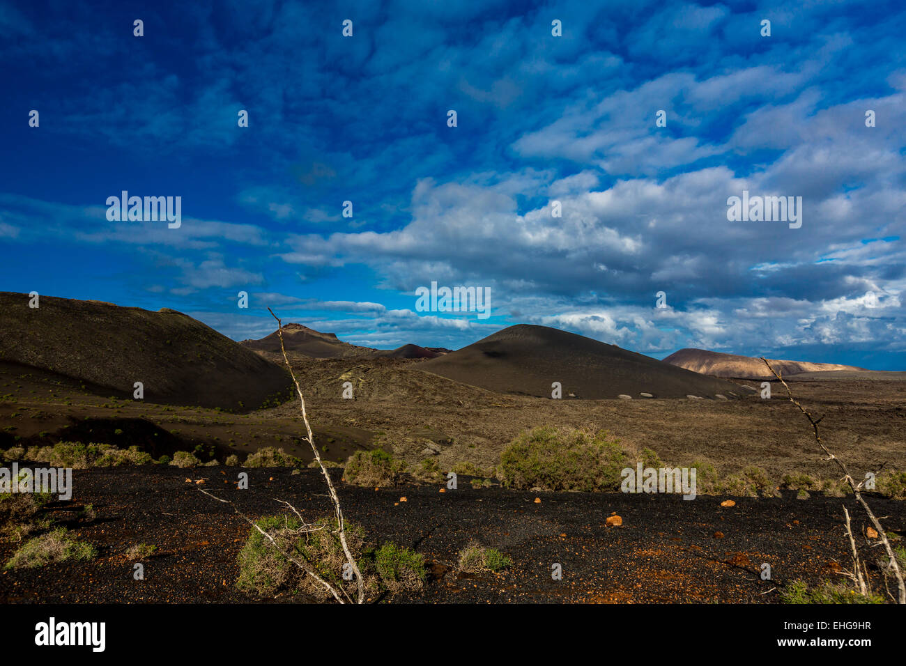 Volcanic landscape with dead trees Stock Photo - Alamy