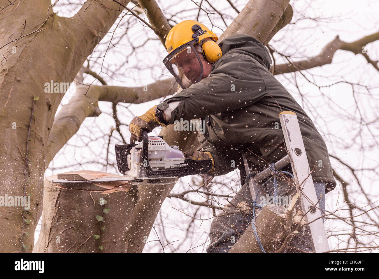 Cutting back ivy tree hi-res stock photography and images - Alamy