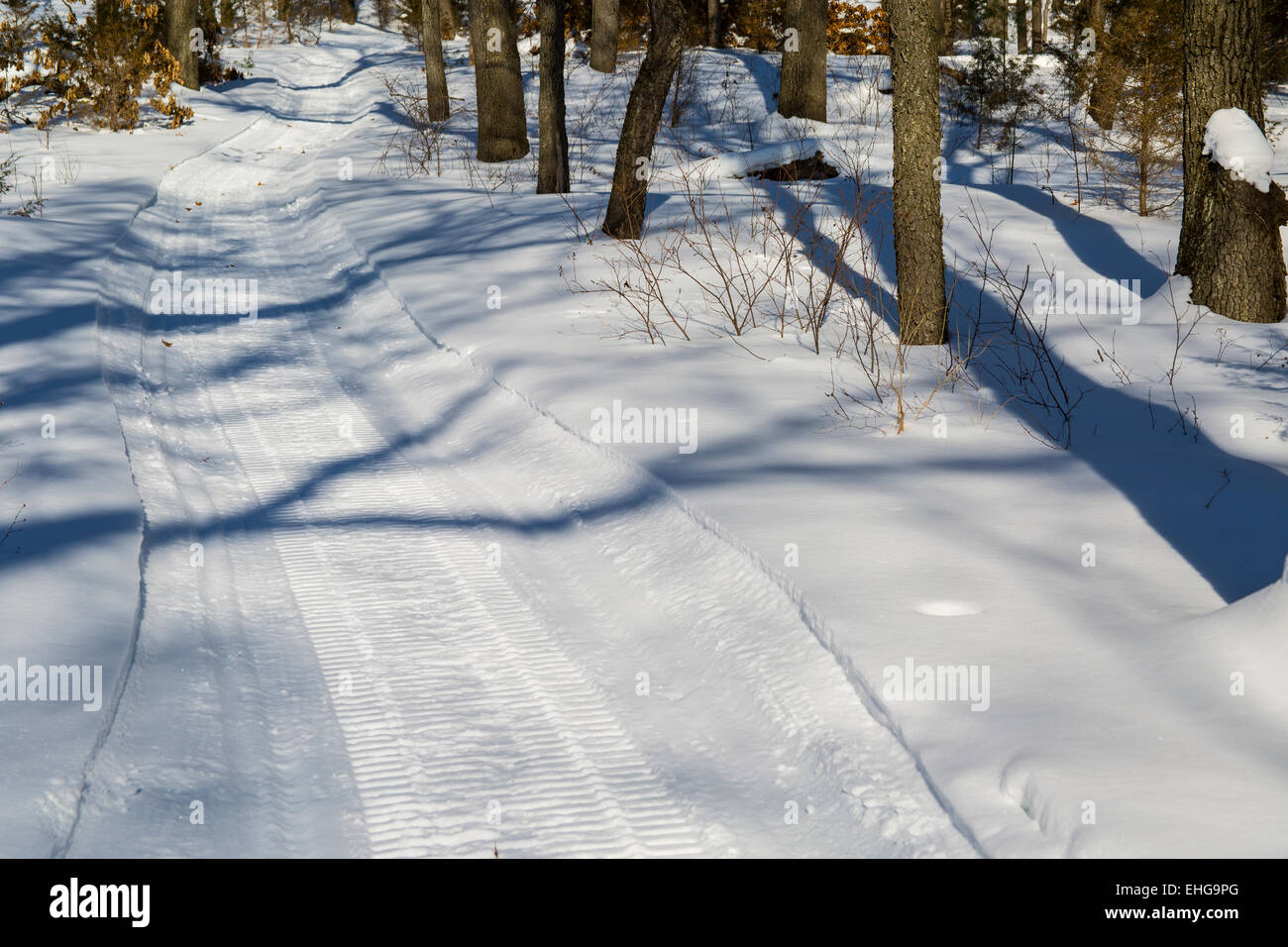 Track forest hi-res stock photography and images - Alamy
