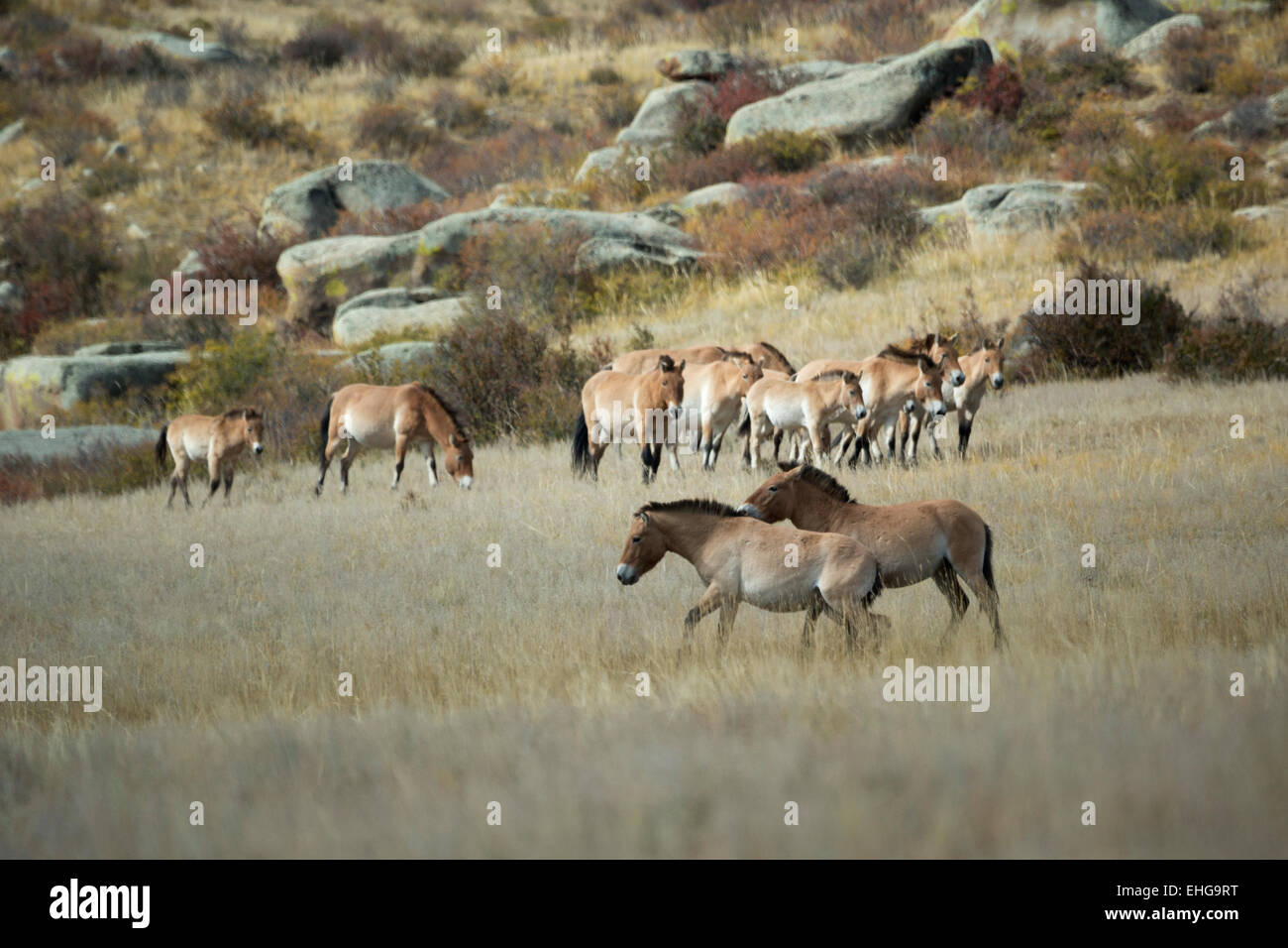 Przewalski horse ancient hi-res stock photography and images - Alamy