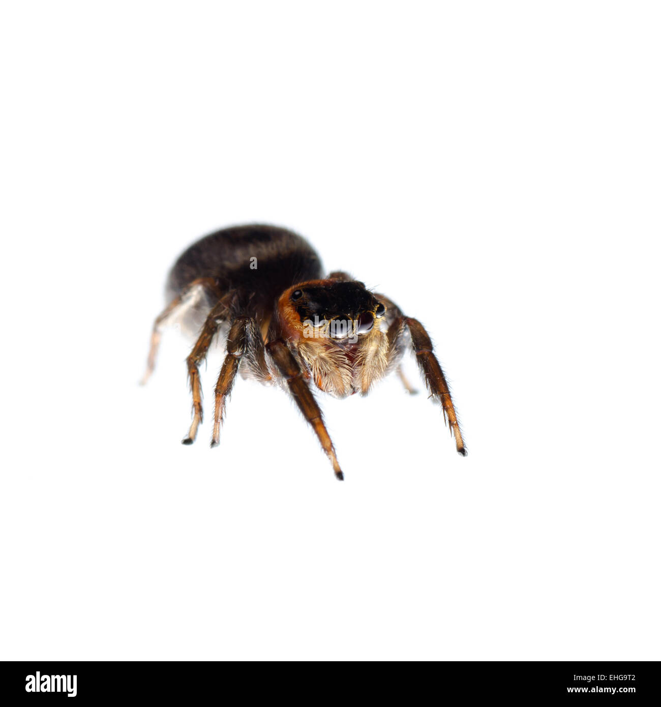 animal black jumping spider Stock Photo - Alamy