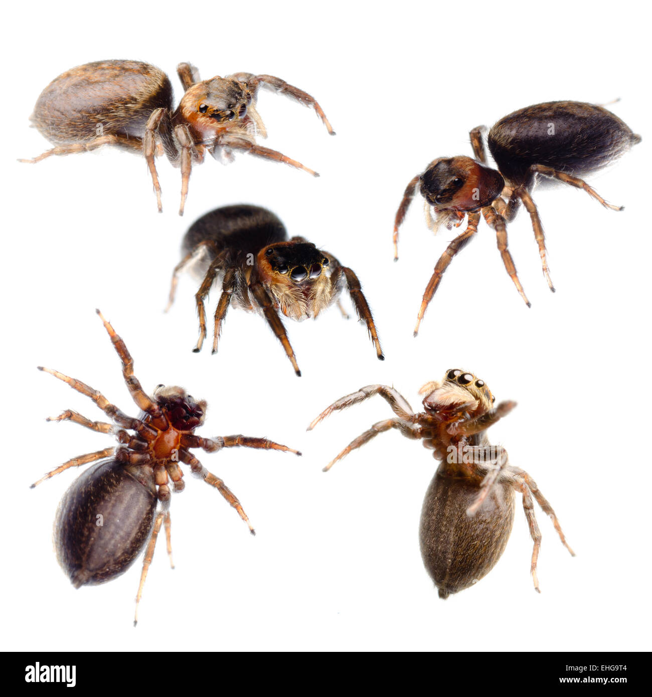 jumping spider collection Stock Photo - Alamy