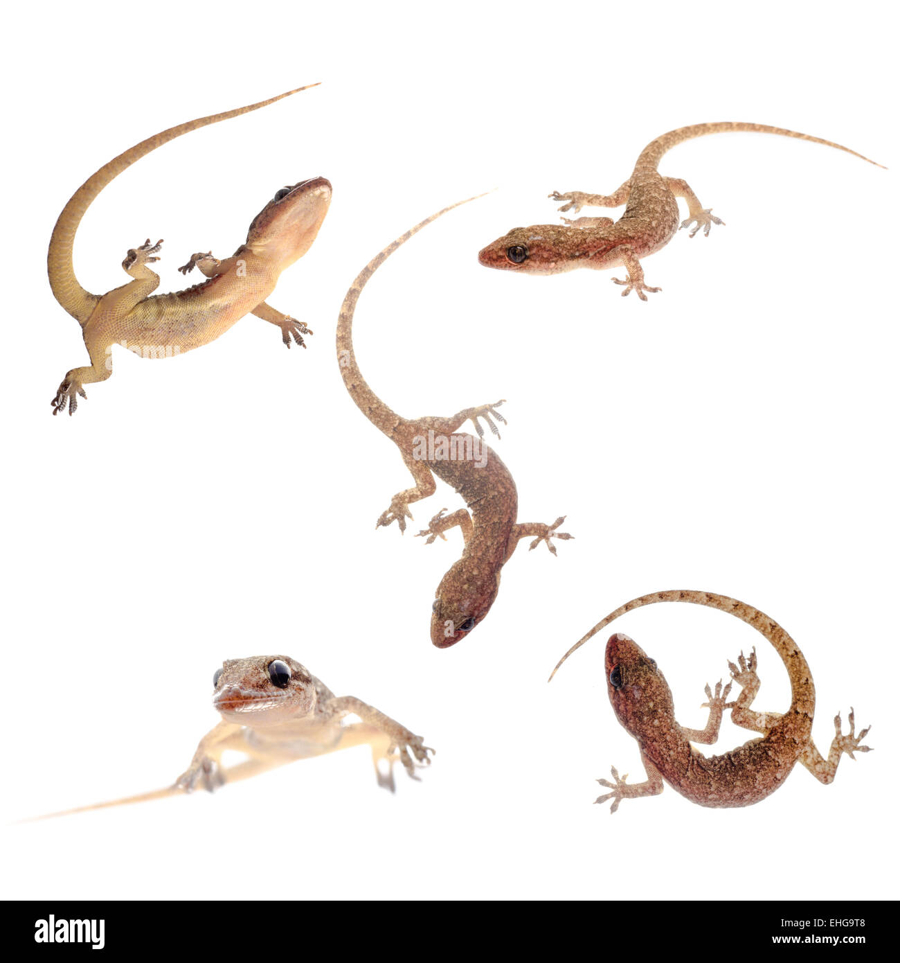 gecko isolated collection Stock Photo - Alamy