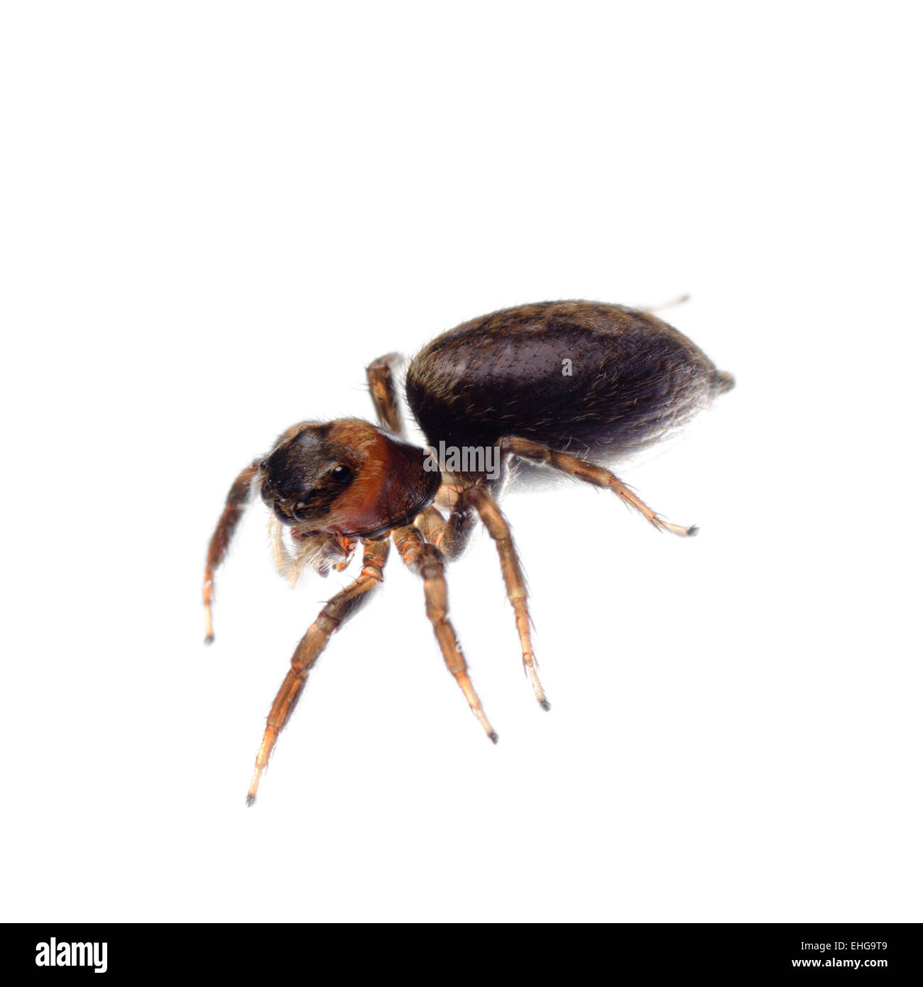 animal black jumping spider Stock Photo - Alamy