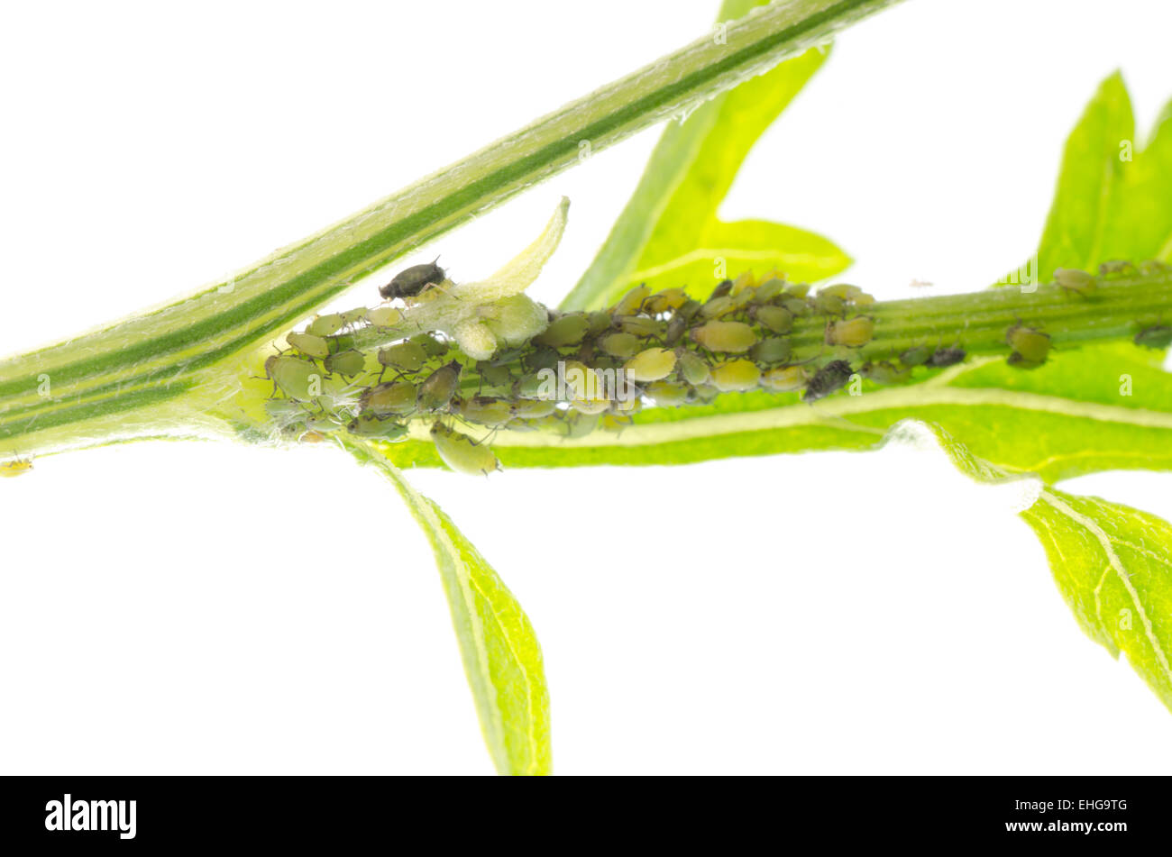 Homopterous insect hi-res stock photography and images - Alamy