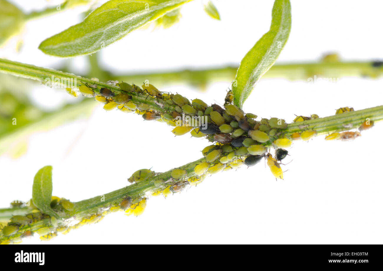 animal insect aphid Stock Photo - Alamy