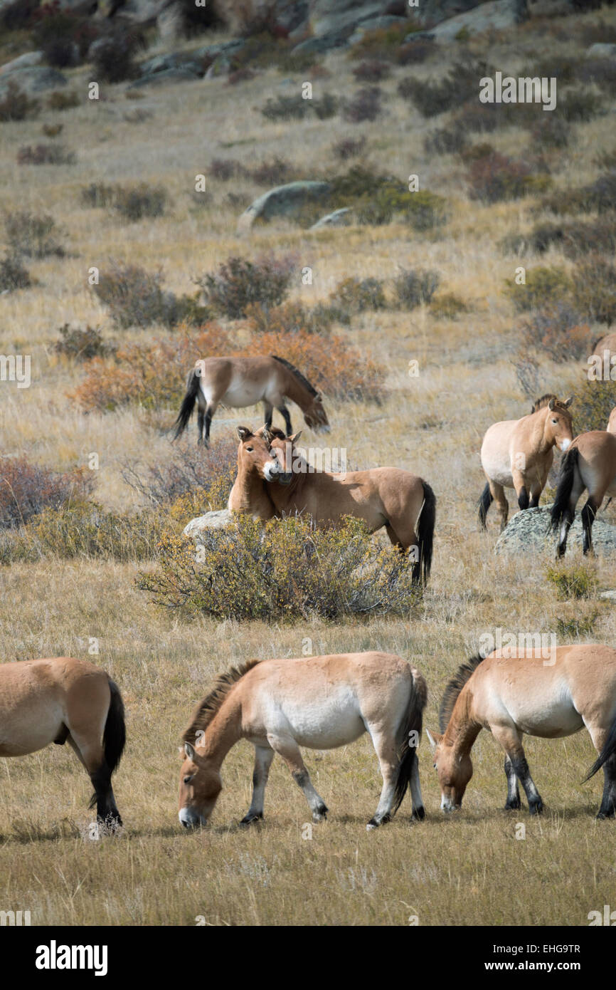 Przewalski wild Takhi horse Mongolia free wildlife Stock Photo - Alamy