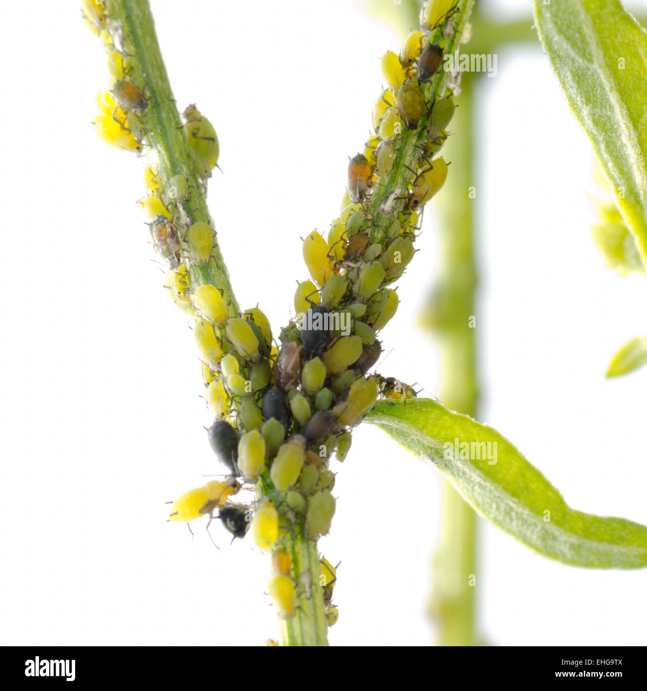 animal insect aphid Stock Photo - Alamy