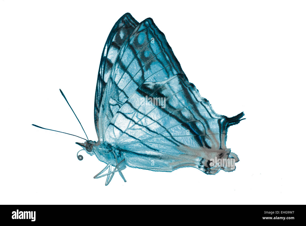 Lepidopt hi-res stock photography and images - Alamy