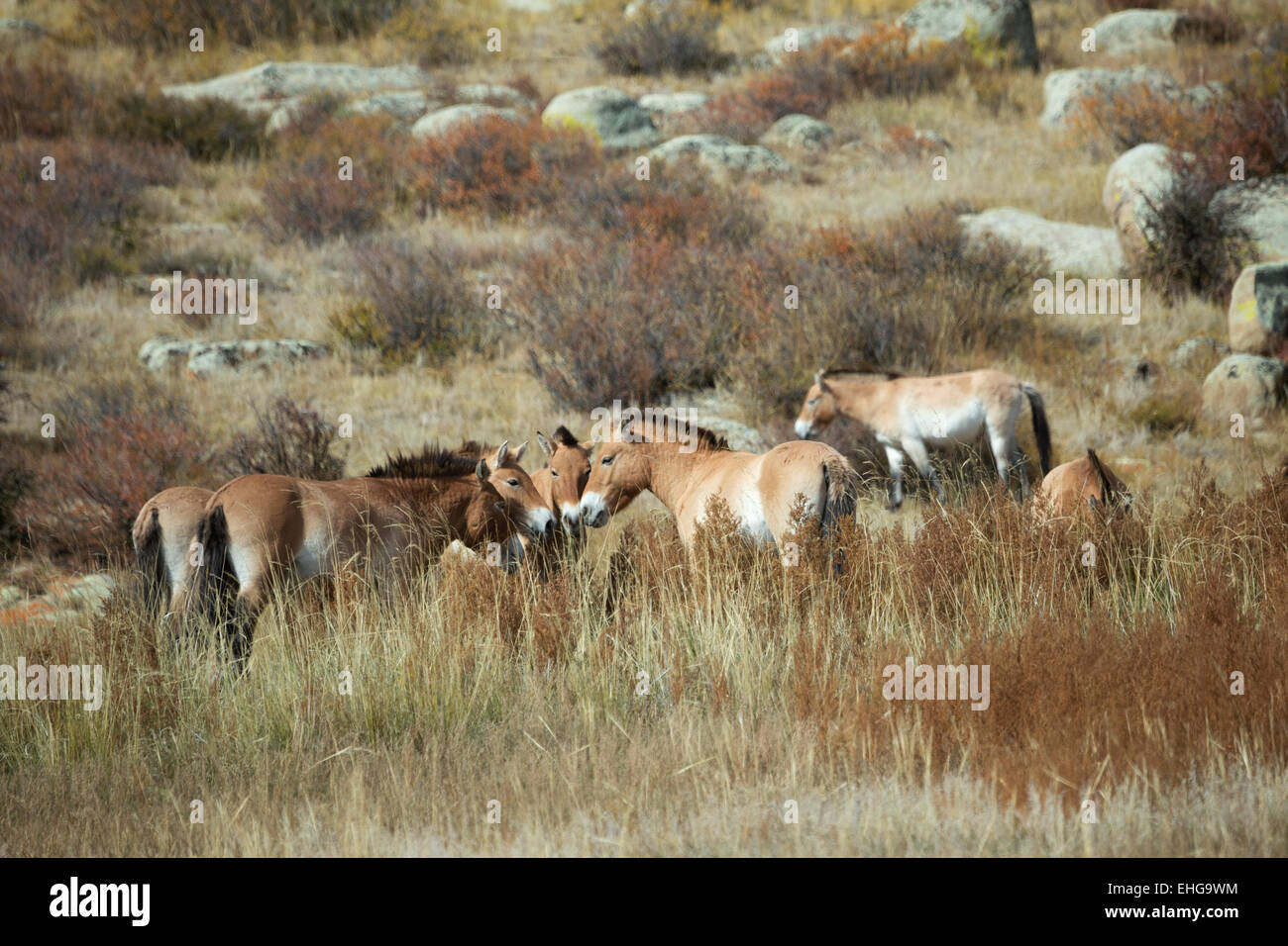 Przewalski horse ancient hi-res stock photography and images - Alamy