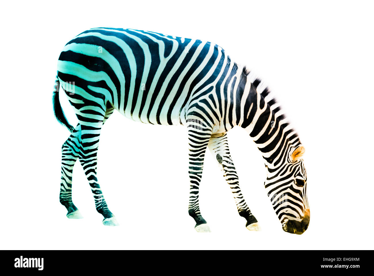 Zebra plains zebra Cut Out Stock Images & Pictures - Alamy